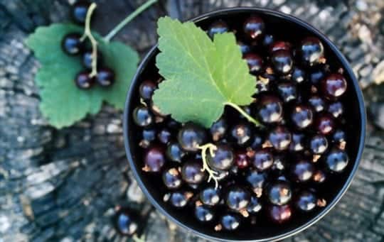 What Do Currants Taste Like? Exploring the Flavor